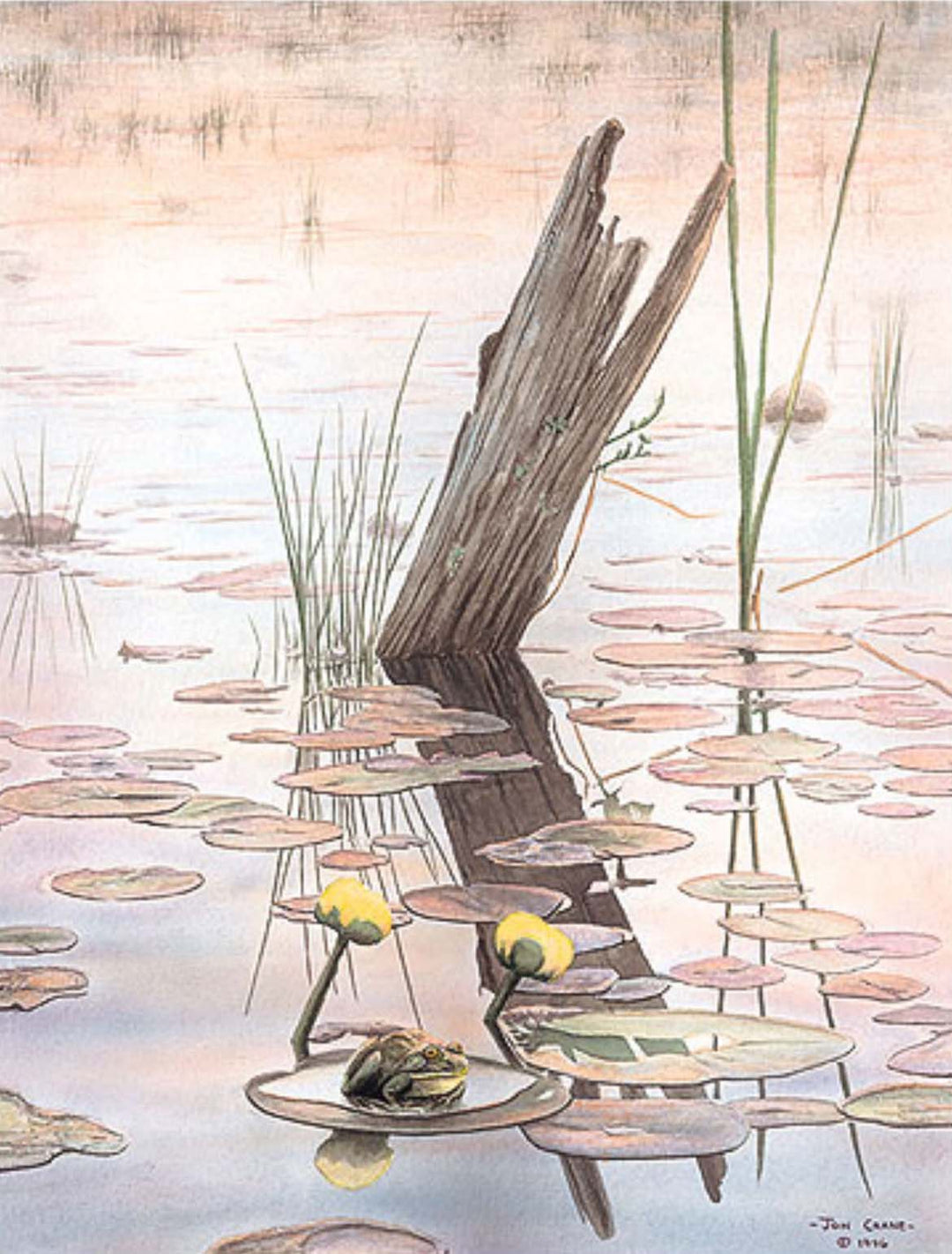 Adam's Frog by Jon Crane/fine art watercolor – Jon Crane Gallery ...